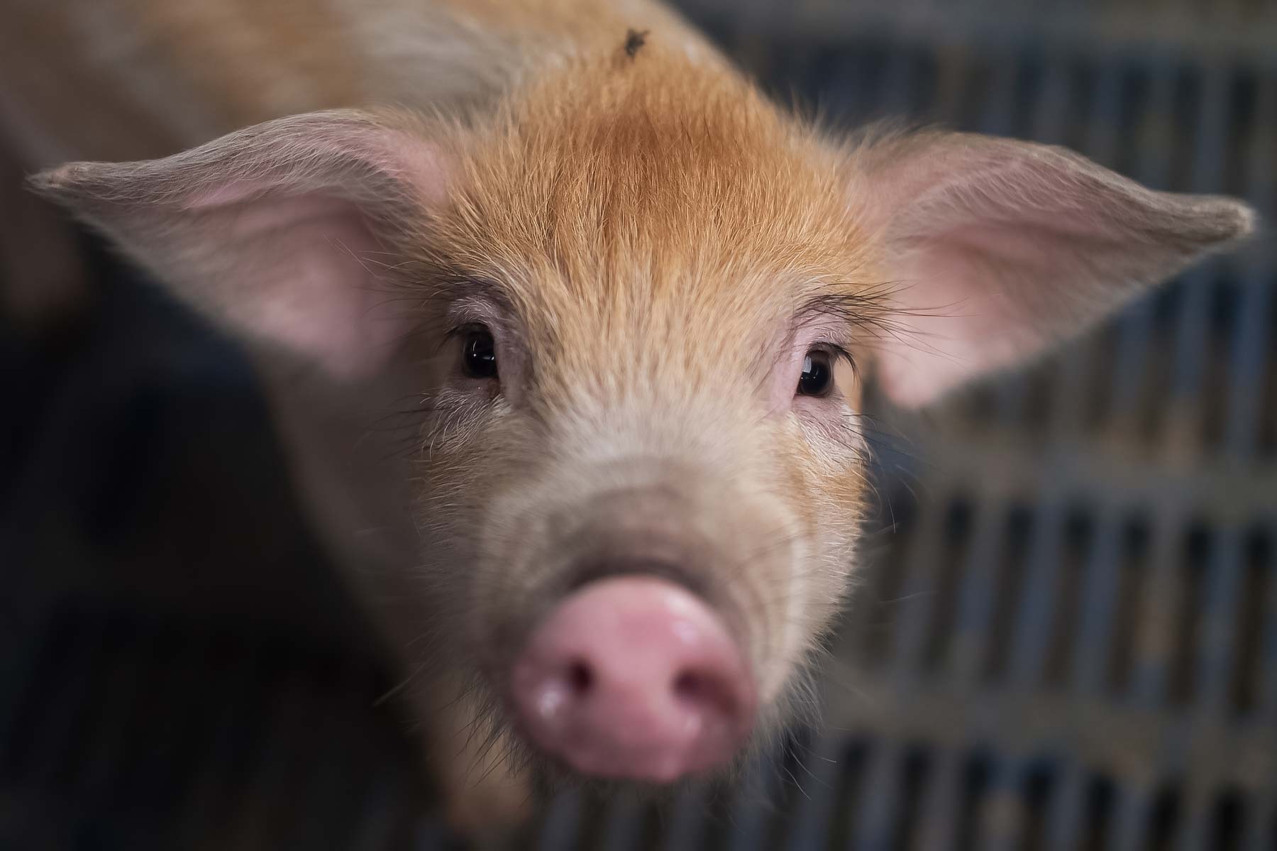 Bill Gates wants Western countries to eat ‘synthetic meat’; Meatable ...
