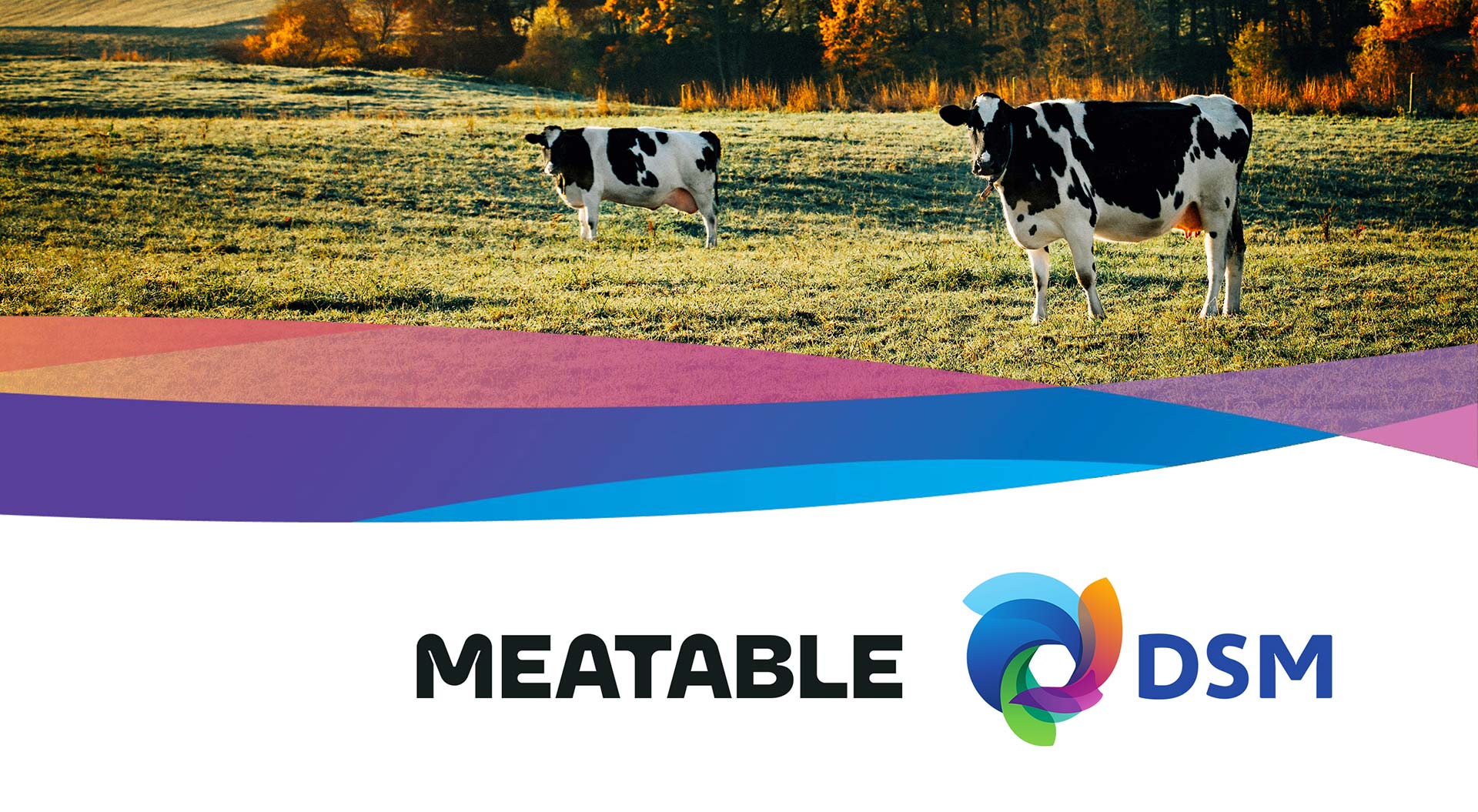 Meatable Enters into Joint Development Agreement with Royal DSM to ...